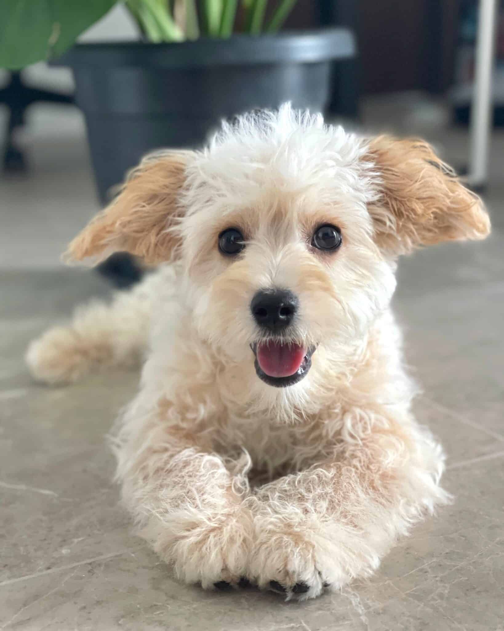 Bichon Frise Mixes: 34 Fluffy Crossbreeds You'll Want to Cuddle