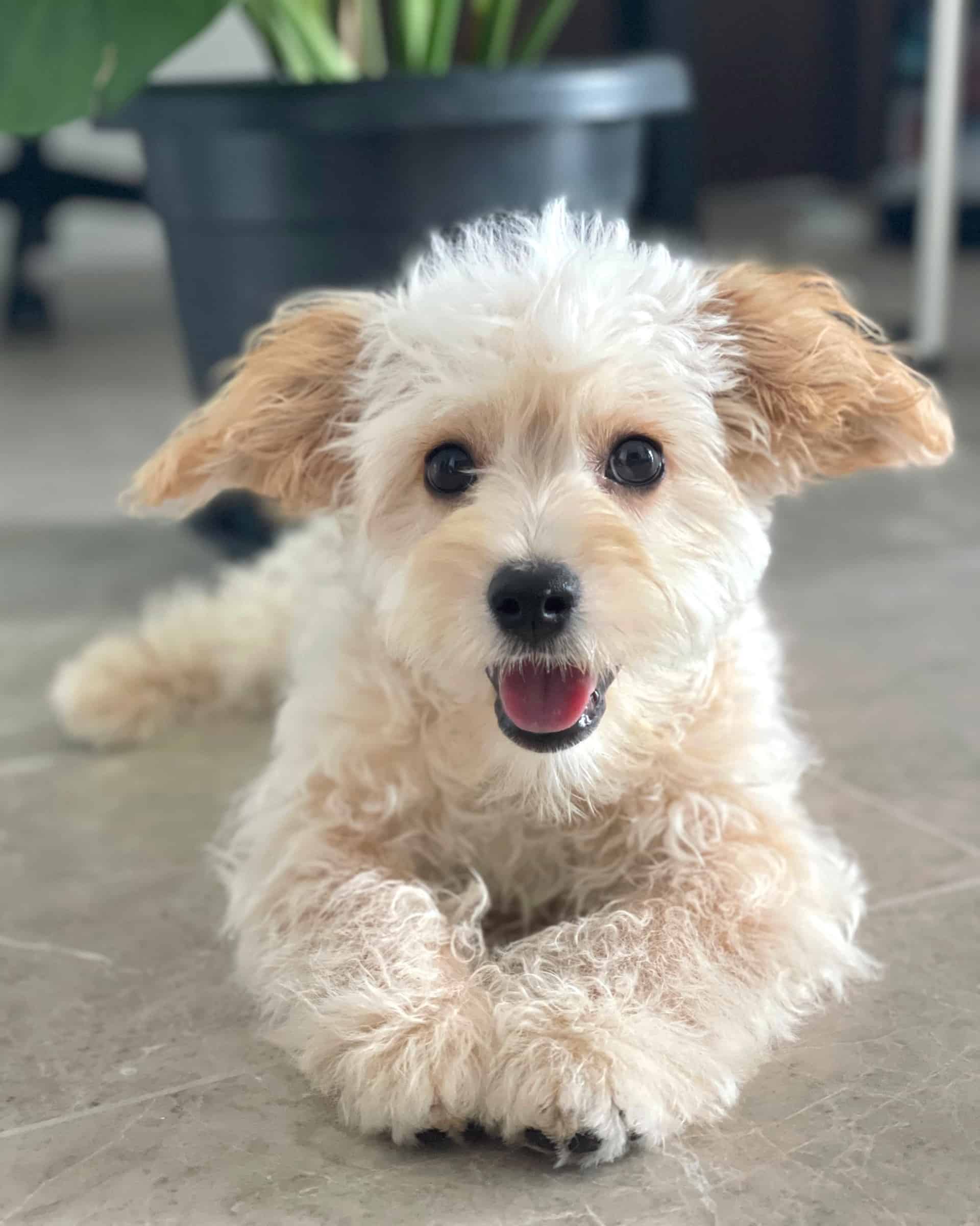 Bichon Frise Mixes: 34 Fluffy Crossbreeds You'll Want to Cuddle