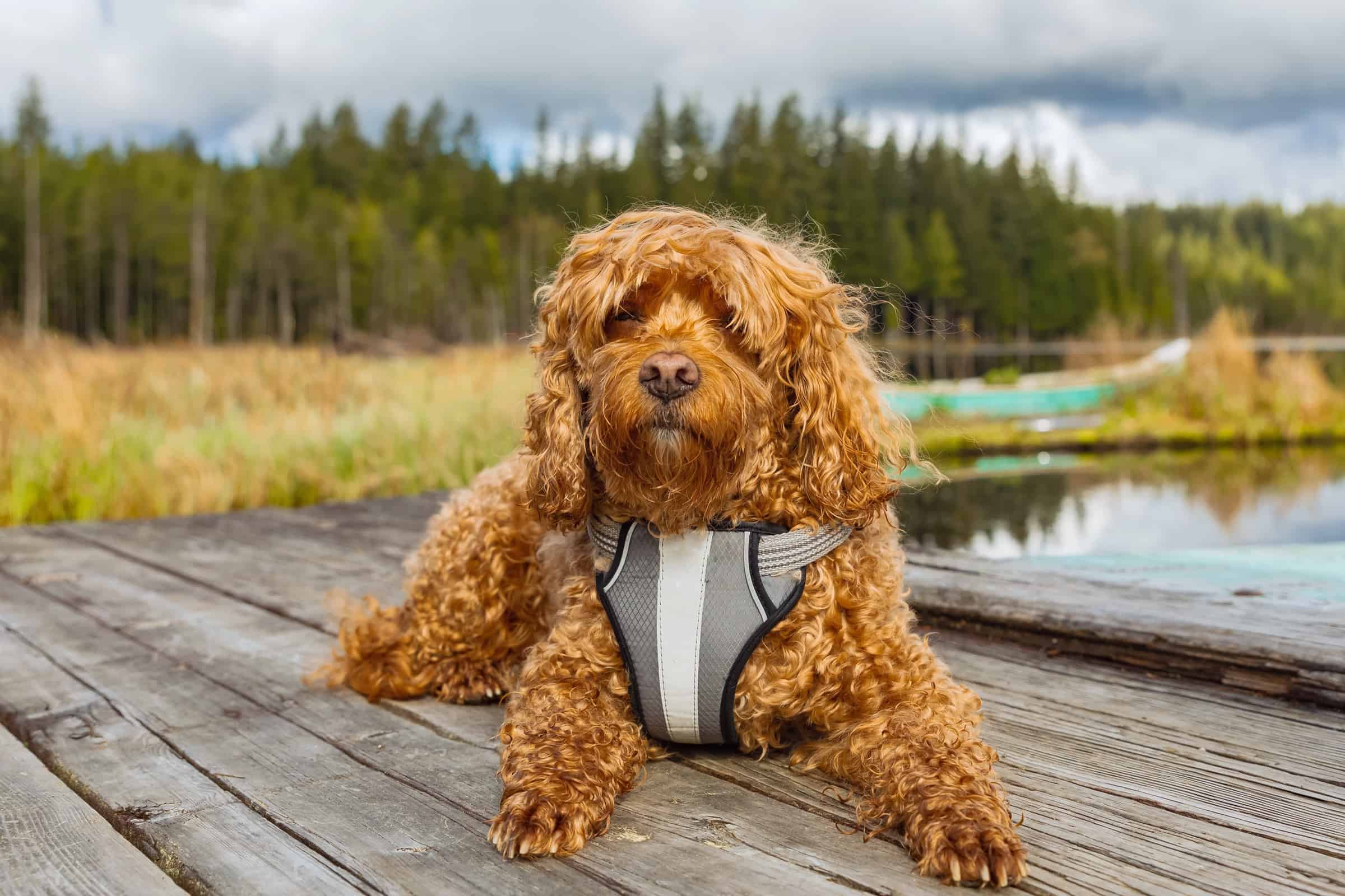 How Much Does A Cavapom Cost