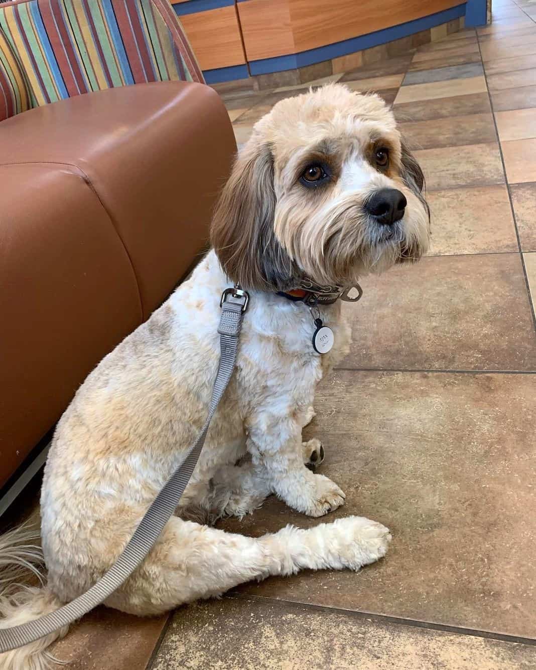 36 Cutest Cavalier King Charles Spaniel Mixes (With Pictures!)