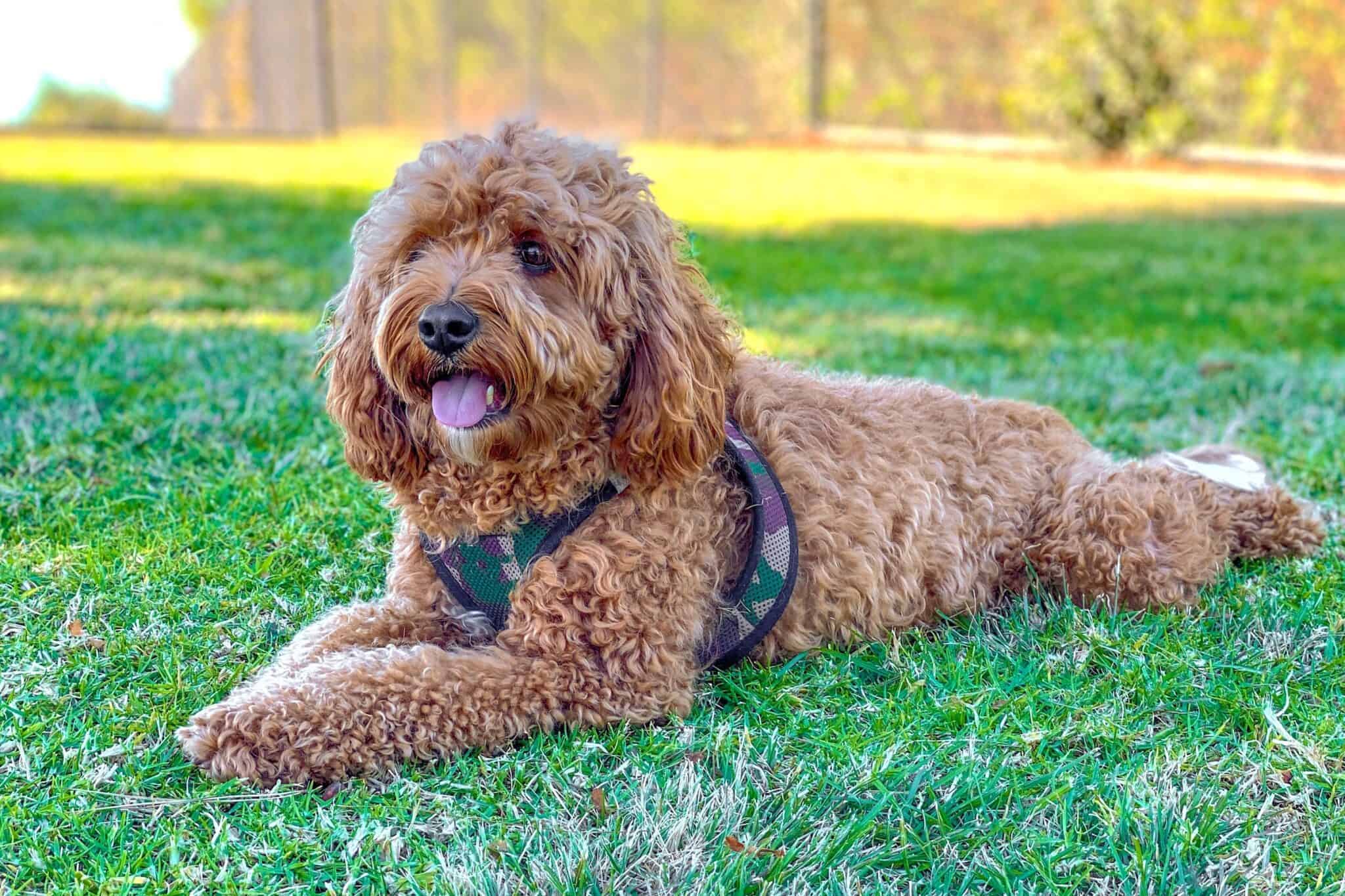 Poodle Mixes: 61 Different Doodle Mixed Breeds (With Pictures)