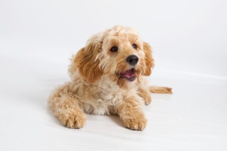 36 Cutest Cavalier King Charles Spaniel Mixes (With Pictures!)