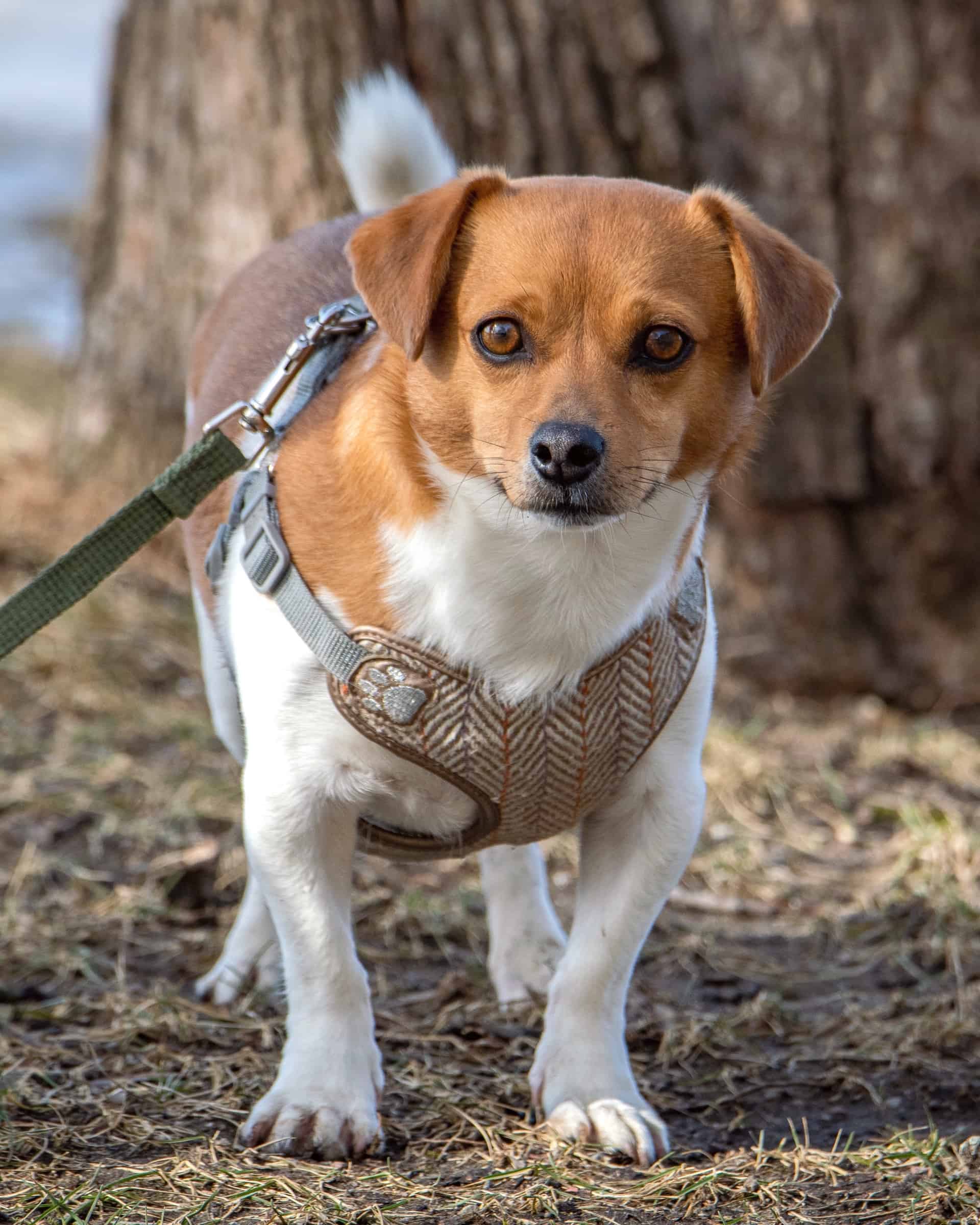 Chihuahua Mixes: 53 Cutest Crossbreeds You'll Want to Adopt!