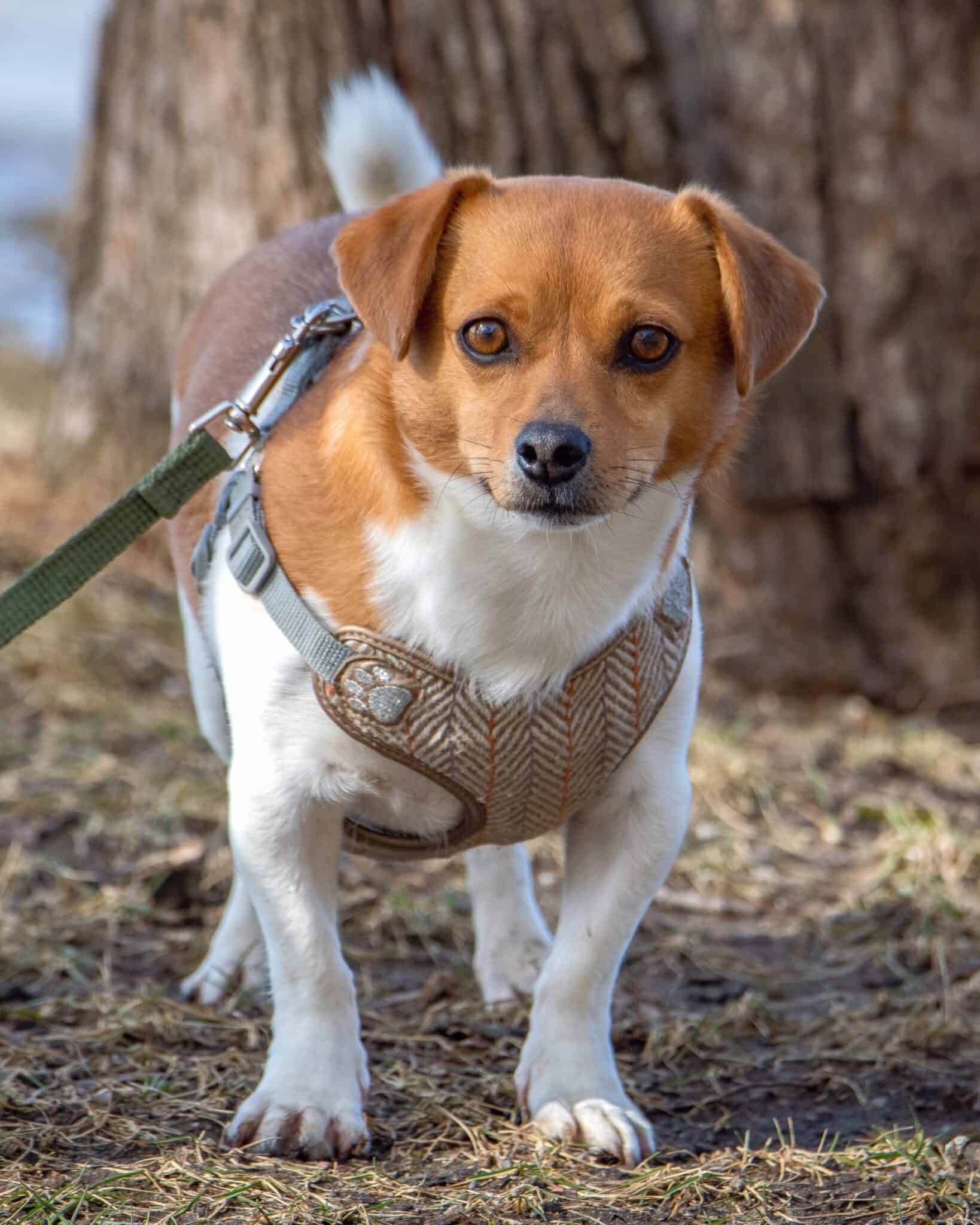 Beagle Mixes: 59 Cute Floppy-Eared Crossbreeds You'll Love