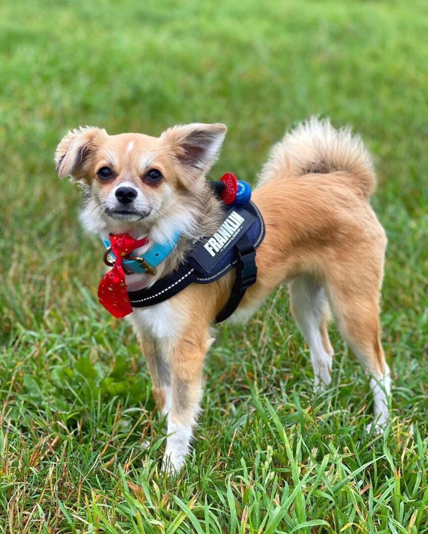 Chihuahua Mixes: 53 Cutest Crossbreeds You'll Want to Adopt!
