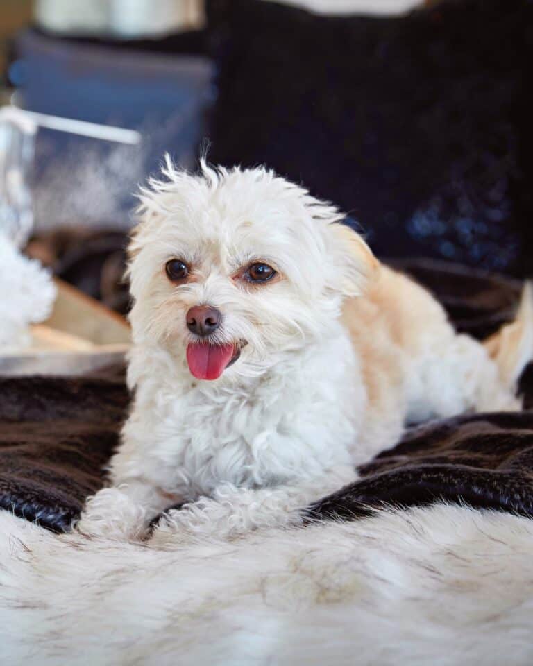 Chihuahua Mixes: 53 Cutest Crossbreeds You'll Want to Adopt!