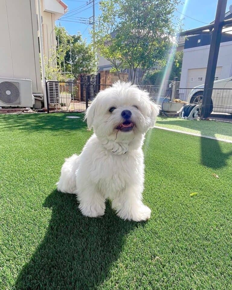 Bichon Frise Mixes: 34 Fluffy Crossbreeds You'll Want to Cuddle