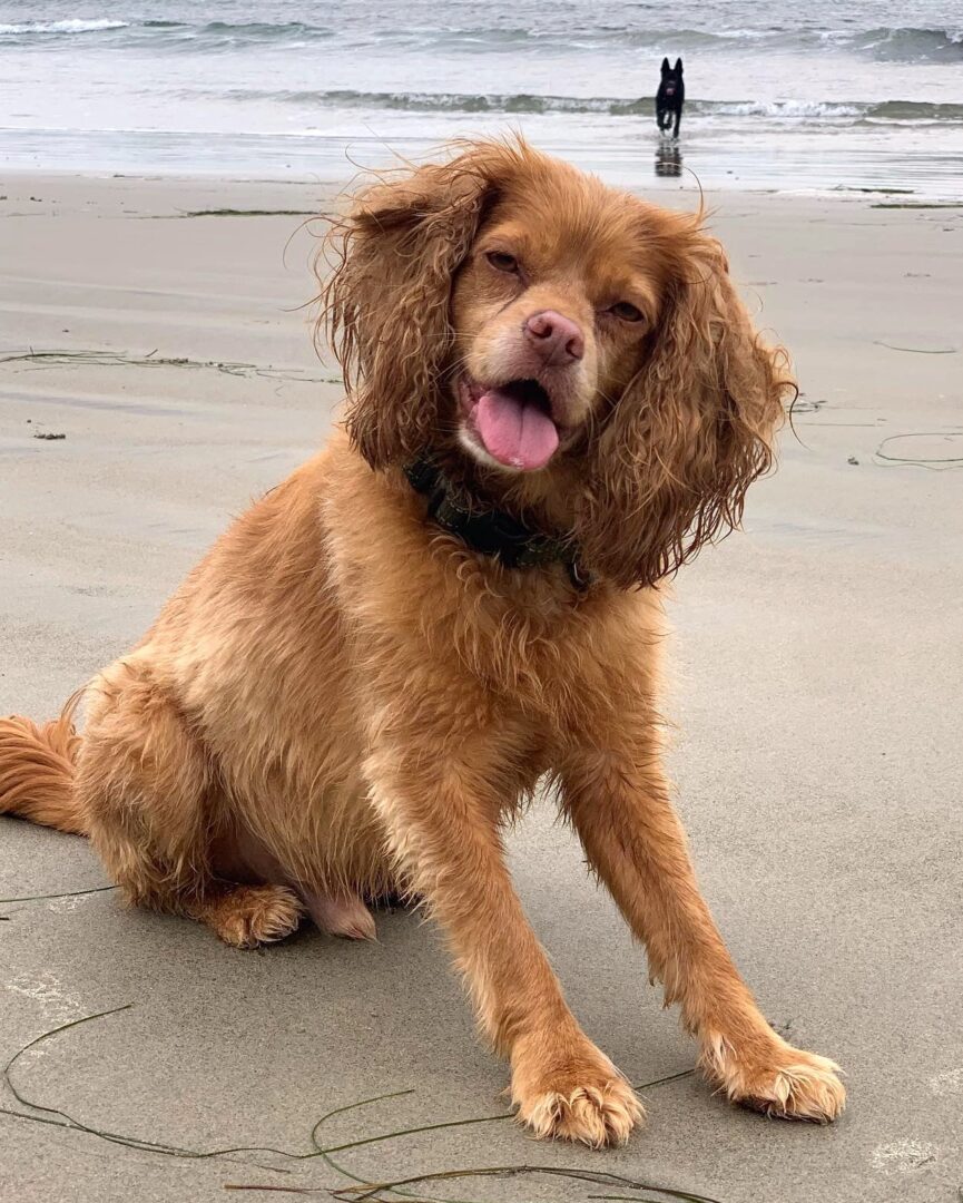 Chihuahua Mixes: 53 Cutest Crossbreeds You'll Want to Adopt!