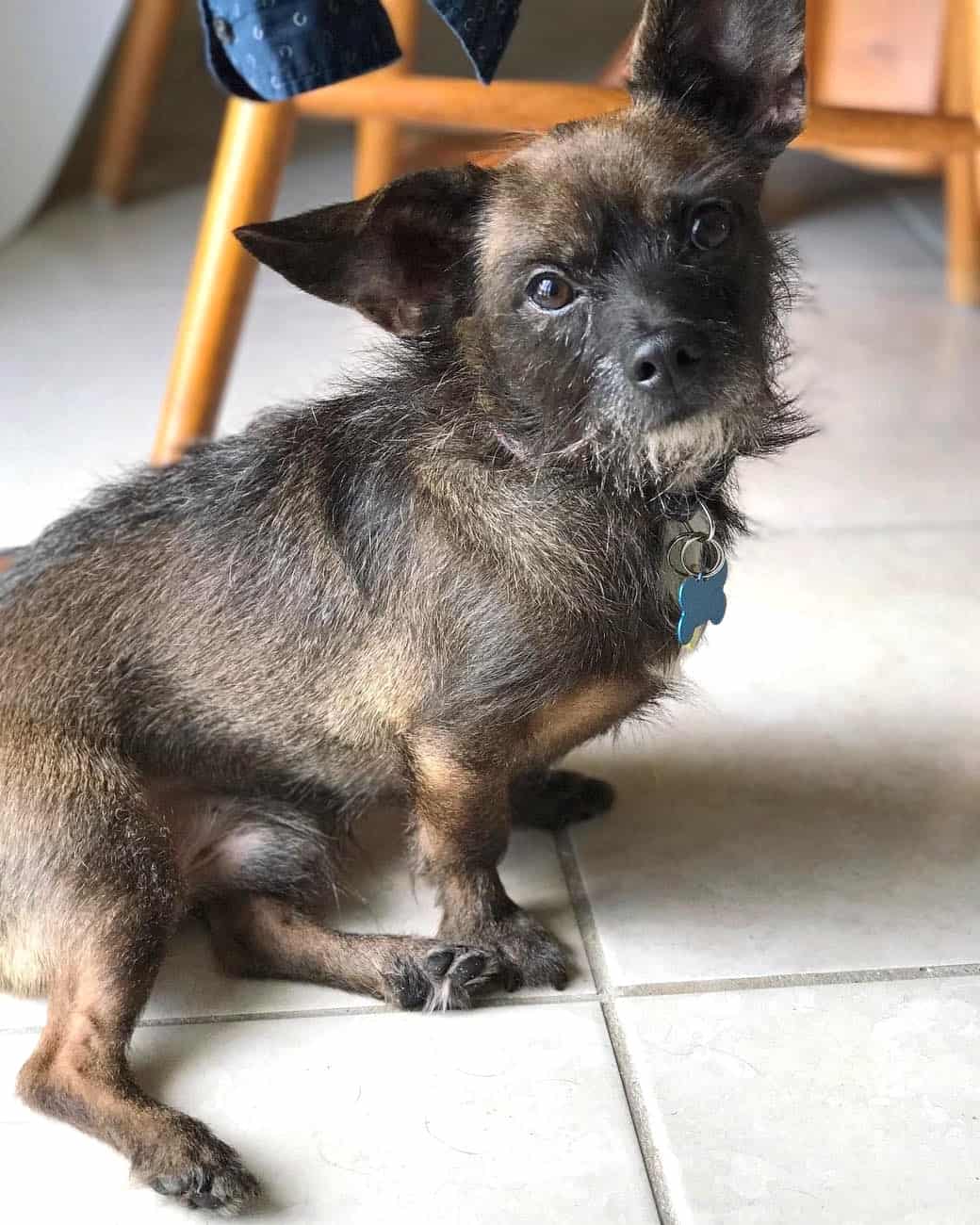 Chihuahua Mixes: 53 Cutest Crossbreeds You'll Want to Adopt!