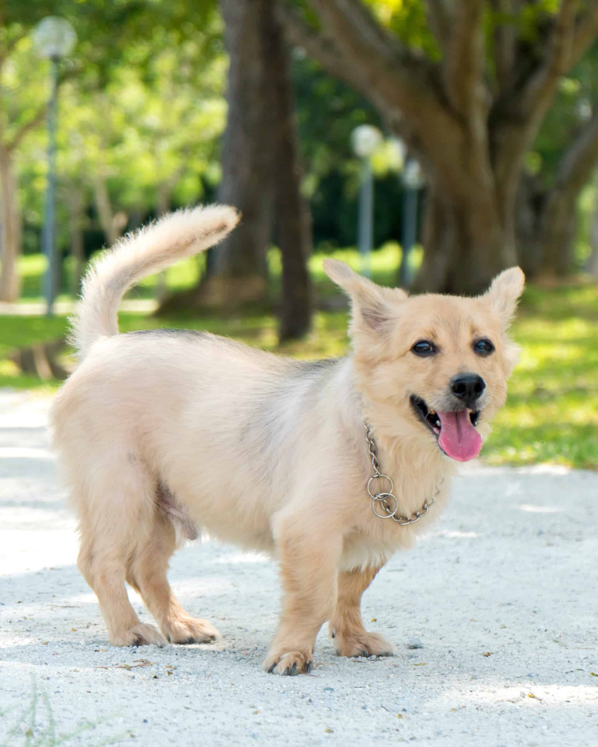Chihuahua Mixes: 53 Cutest Crossbreeds You'll Want to Adopt!