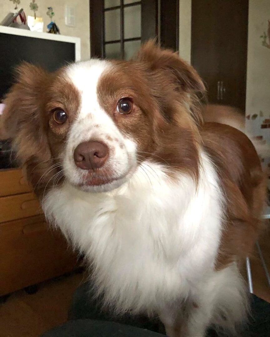 Border Collie Mixes: 43 Fascinating Crossbreeds You'll Love