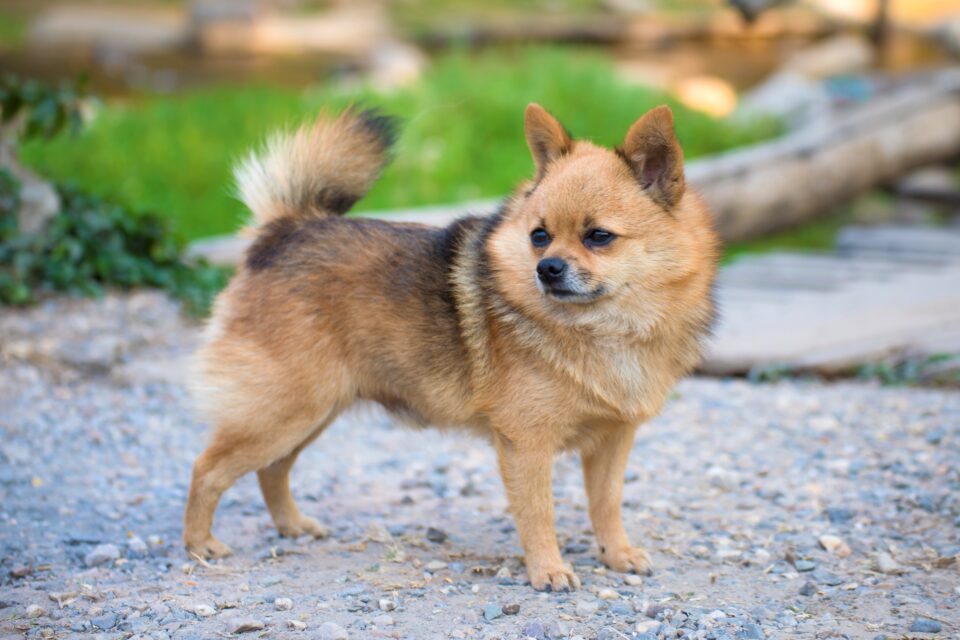Chihuahua Mixes: 53 Cutest Crossbreeds You'll Want to Adopt!