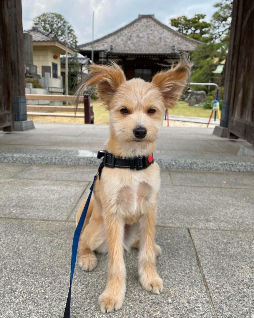 Pomeranian Mixes: 45 Adorable Crossbreeds (With Pictures!)