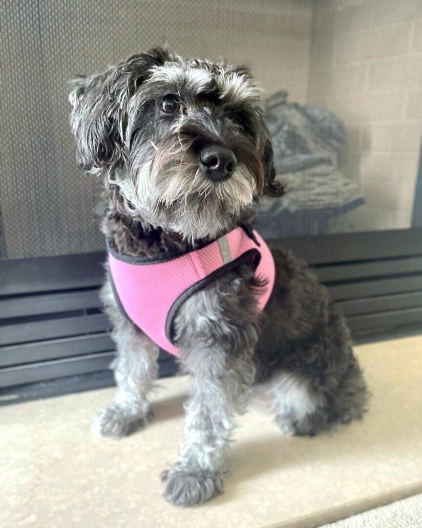 Bichon Frise Mixes: 34 Fluffy Crossbreeds You'll Want to Cuddle