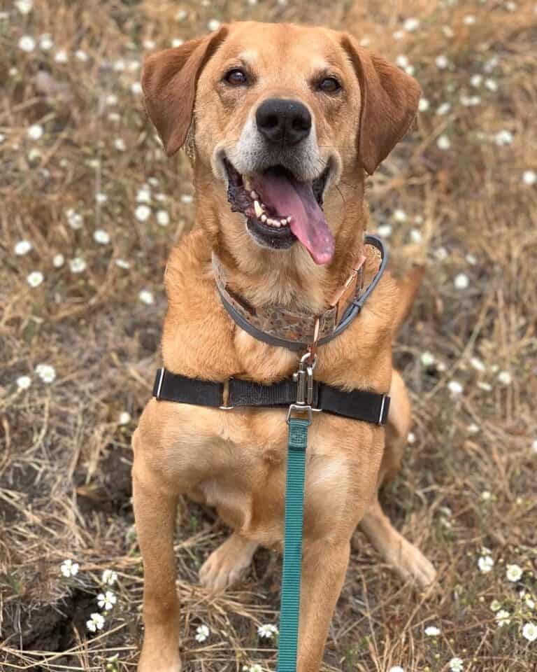 Great Dane Mixes: 43 Extra-Large Crossbreeds! (With Pictures)