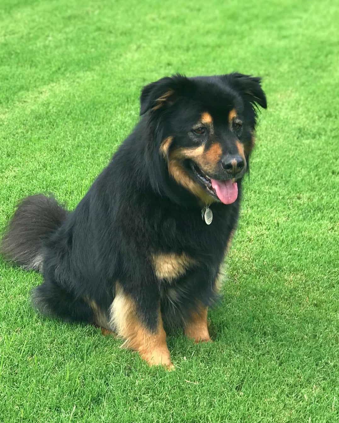 Australian Shepherd Mixes: 48 Aussie Crossbreeds You'll Love!