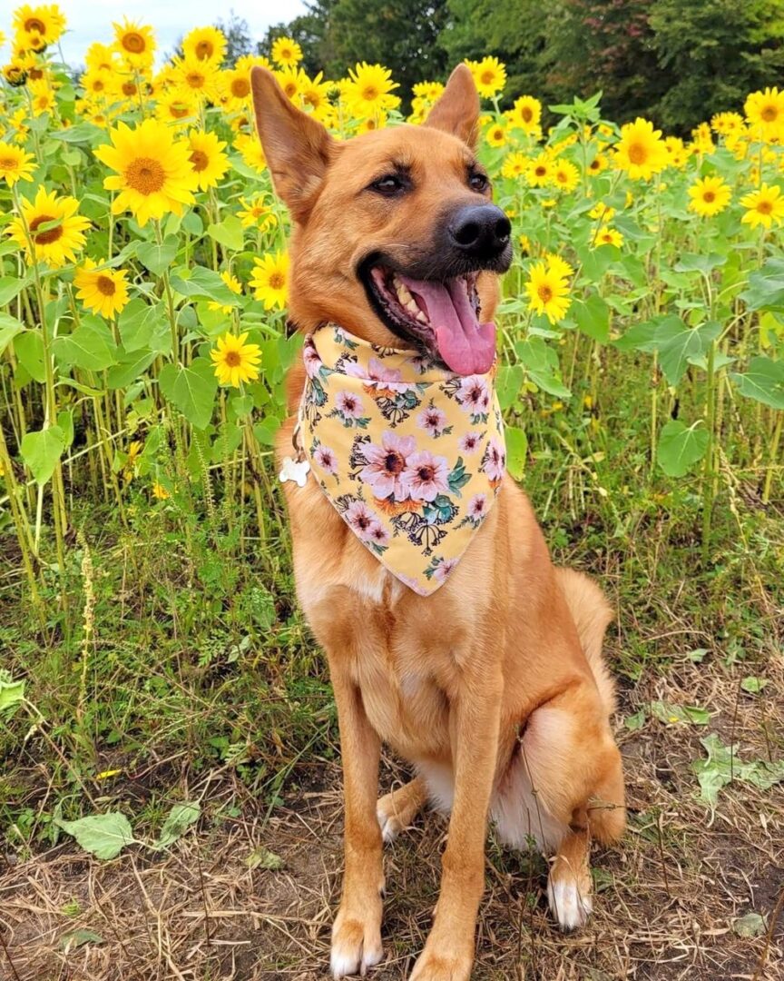 German Shepherd Mixes: 40 Gorgeous GSD Crossbreeds!