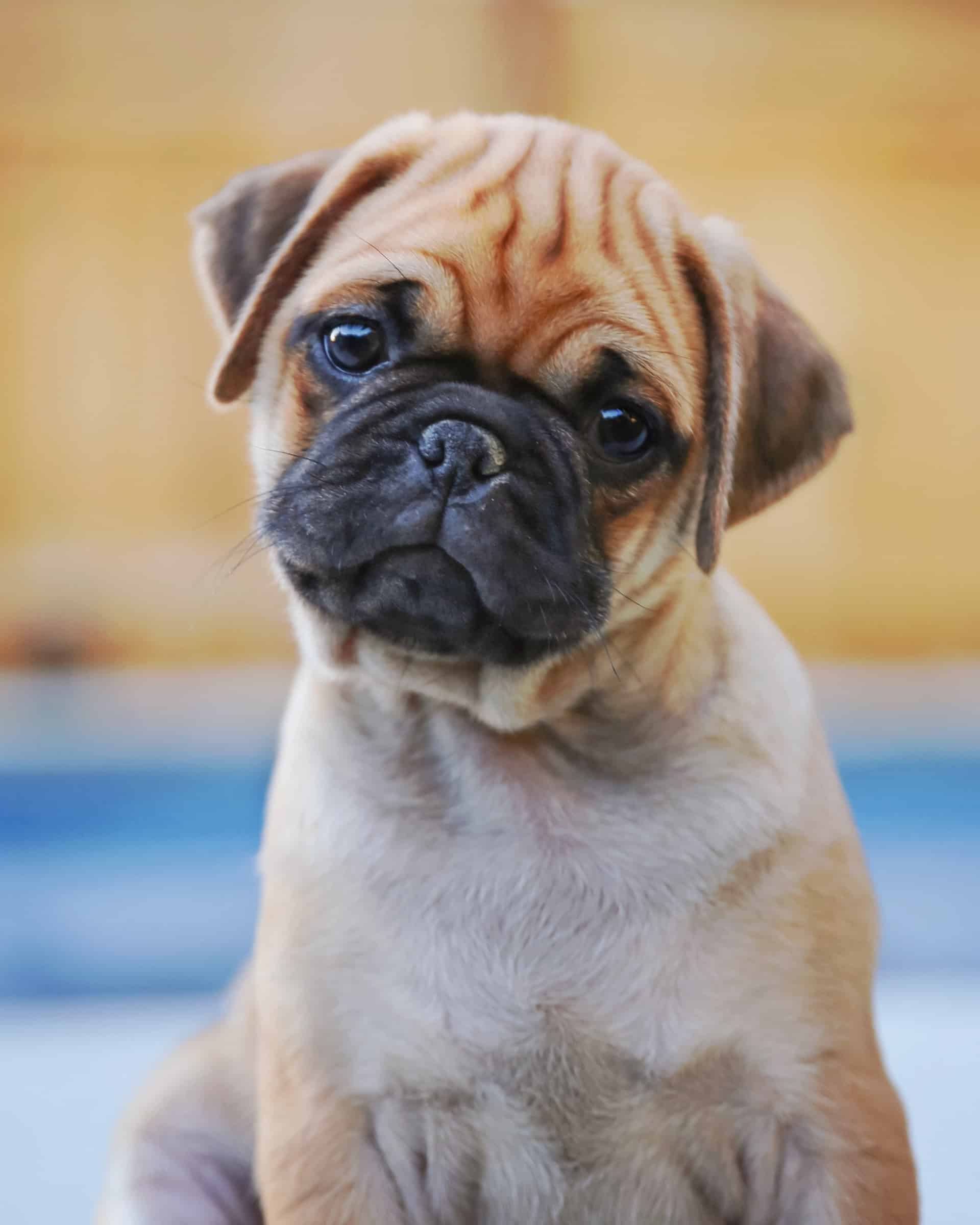 Pug Mixed Breeds: 60 Perfect Pug Mixes You'll Want to Adopt