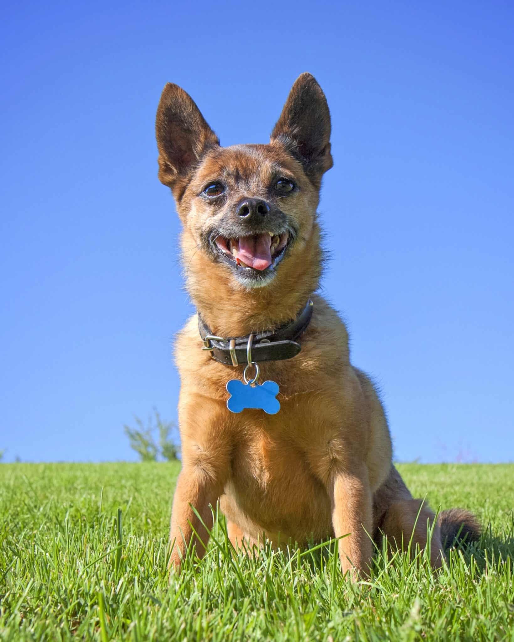 Chihuahua Mixes: 53 Cutest Crossbreeds You'll Want to Adopt!