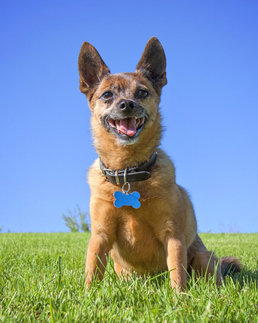 Chihuahua Mixes: 53 Cutest Crossbreeds You'll Want to Adopt!