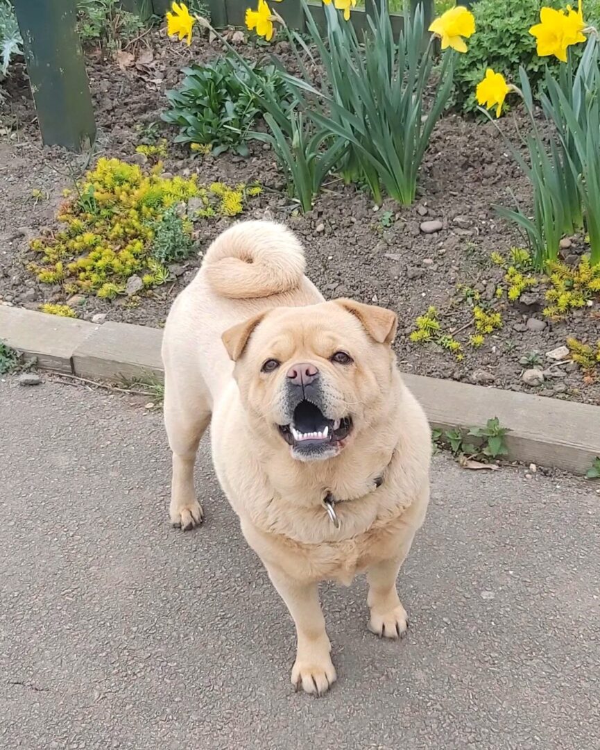 Pug Mixed Breeds: 60 Perfect Pug Mixes You'll Want to Adopt