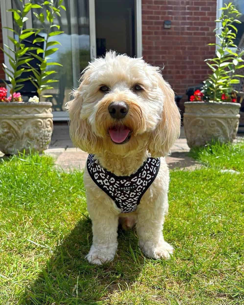 Bichon Frise Mixes: 34 Fluffy Crossbreeds You'll Want to Cuddle