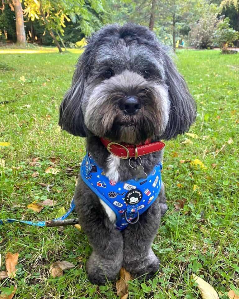 Shih Tzu Mixes: 42 Charming Crossbreeds (With Pictures!)