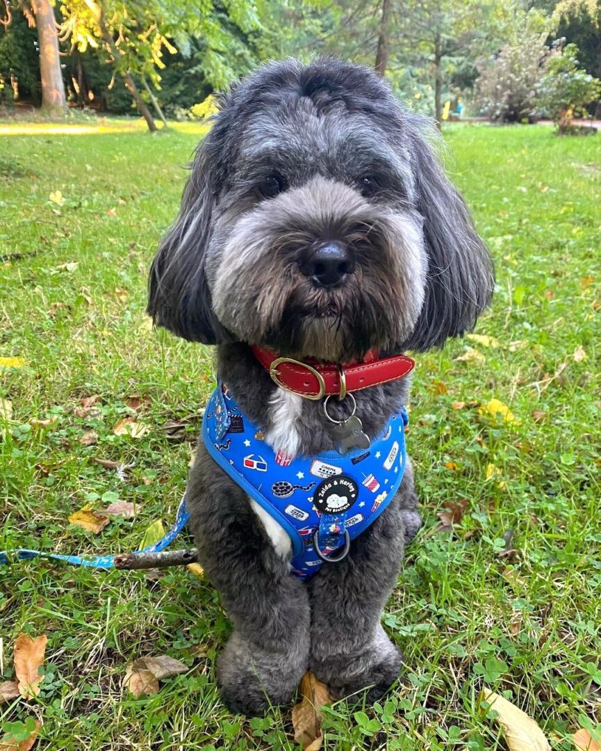 Shih Tzu Mixes: 42 Charming Crossbreeds (With Pictures!)