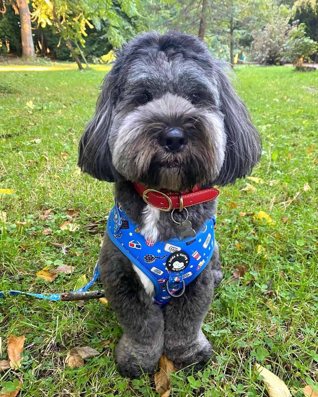 Shih Tzu Mixes: 42 Charming Crossbreeds (With Pictures!)