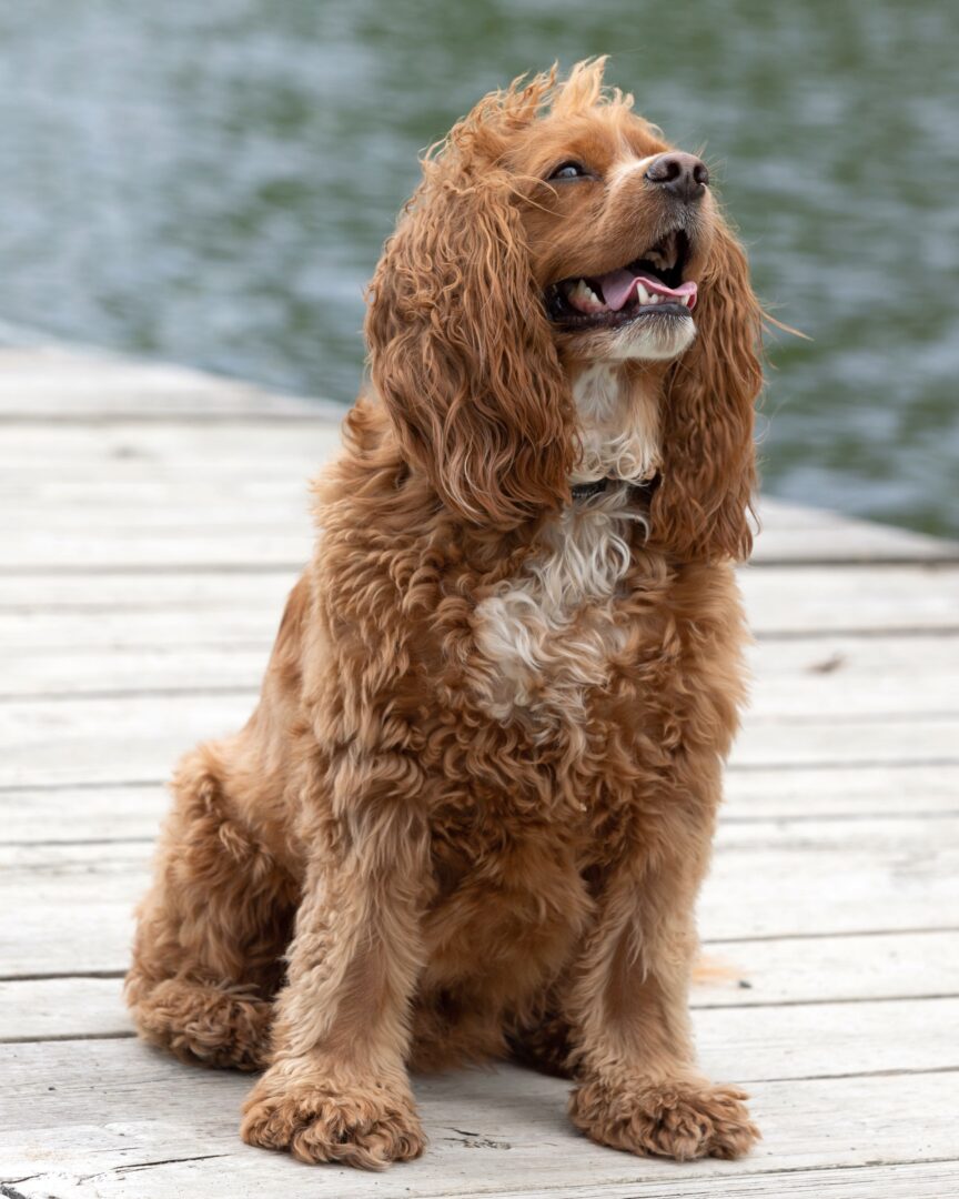 36 Cutest Cavalier King Charles Spaniel Mixes (With Pictures!)