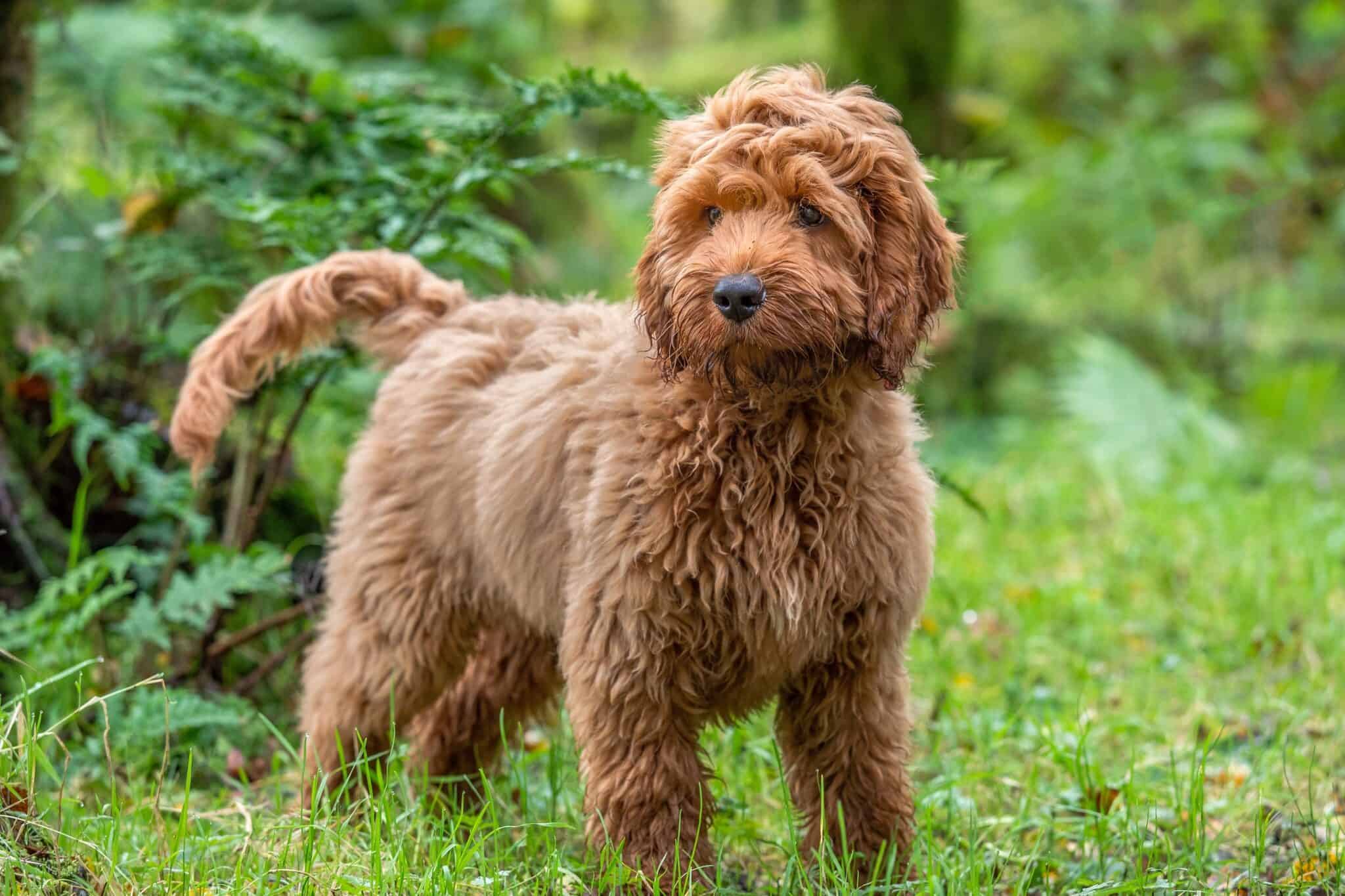 Poodle Mixes: 61 Different Doodle Mixed Breeds (With Pictures)