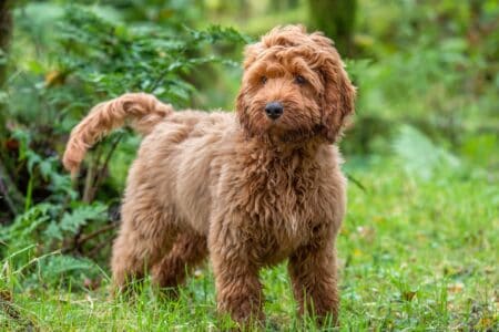 Poodle Mixes: 61 Different Doodle Mixed Breeds (With Pictures)
