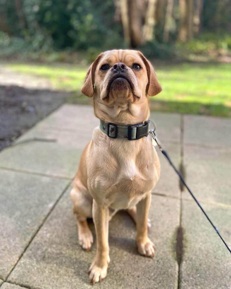 Pug Mixed Breeds: 60 Perfect Pug Mixes You'll Want to Adopt