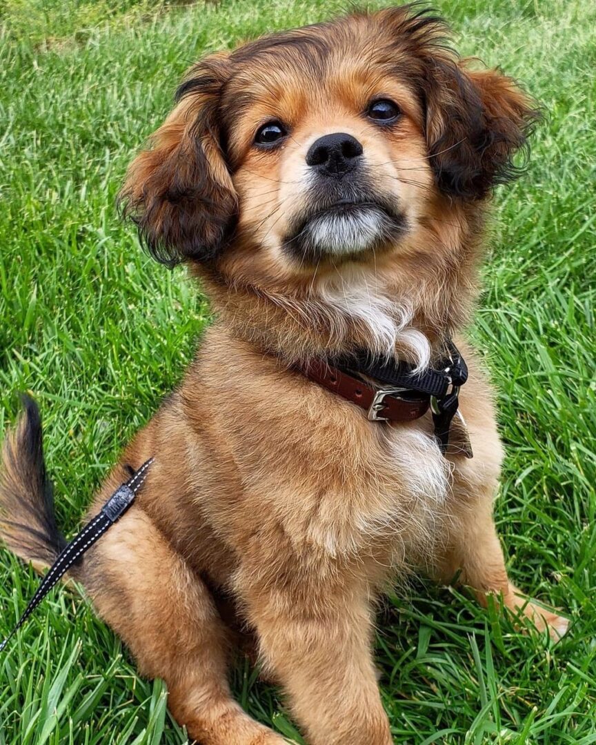 Pomeranian Mixes: 45 Adorable Crossbreeds (With Pictures!)