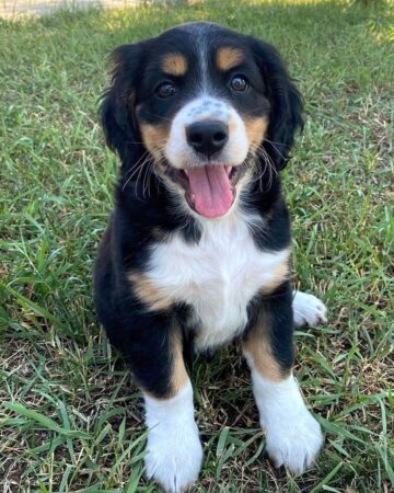 Border Collie Mixes: 43 Fascinating Crossbreeds You'll Love