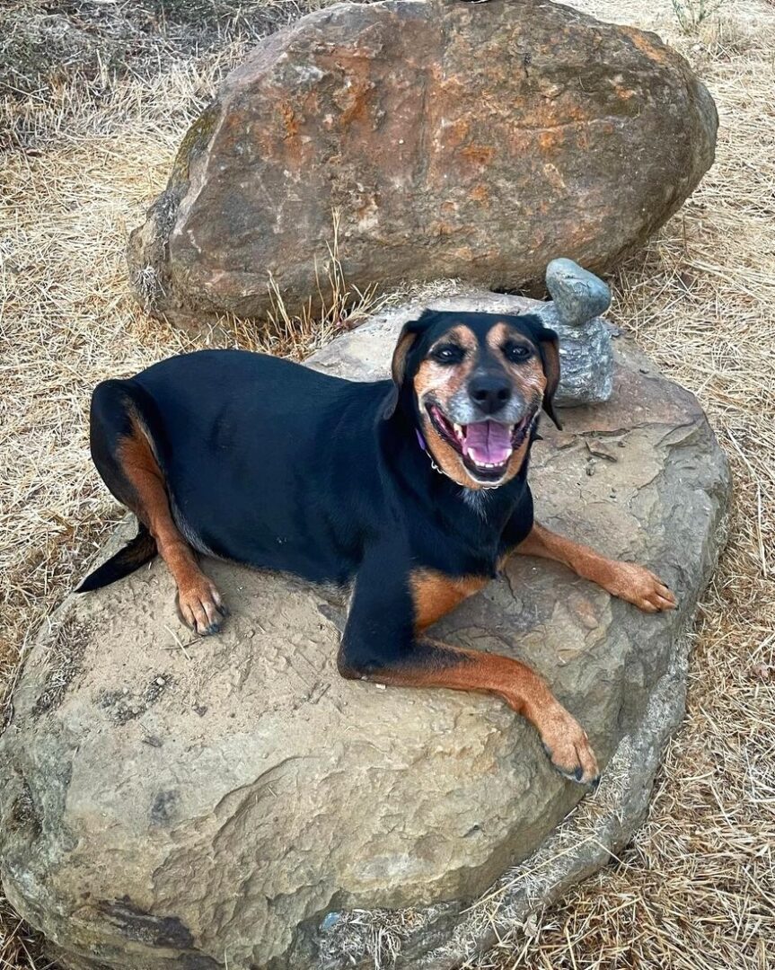Beagle Mixes: 59 Cute Floppy-Eared Crossbreeds You'll Love