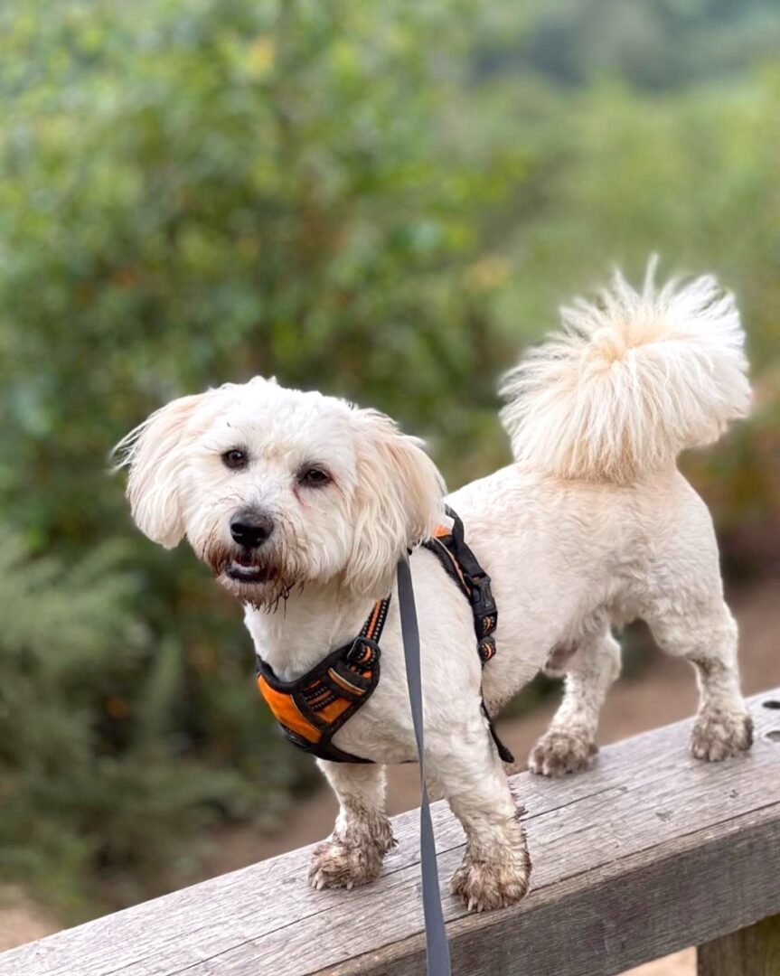 Bichon Frise Mixes: 34 Fluffy Crossbreeds You'll Want to Cuddle