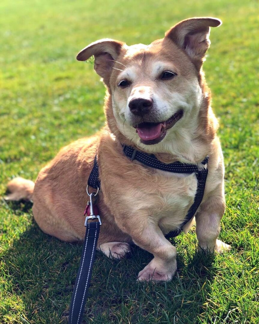 Labrador Retriever Mixes: 57 Lab Crossbreeds (With Pictures!)