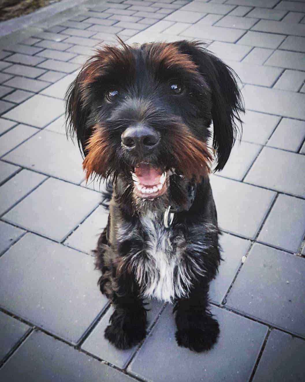 Yorkie Mixes: 40 Cutest Yorkshire Terrier Mixes (With Pictures)