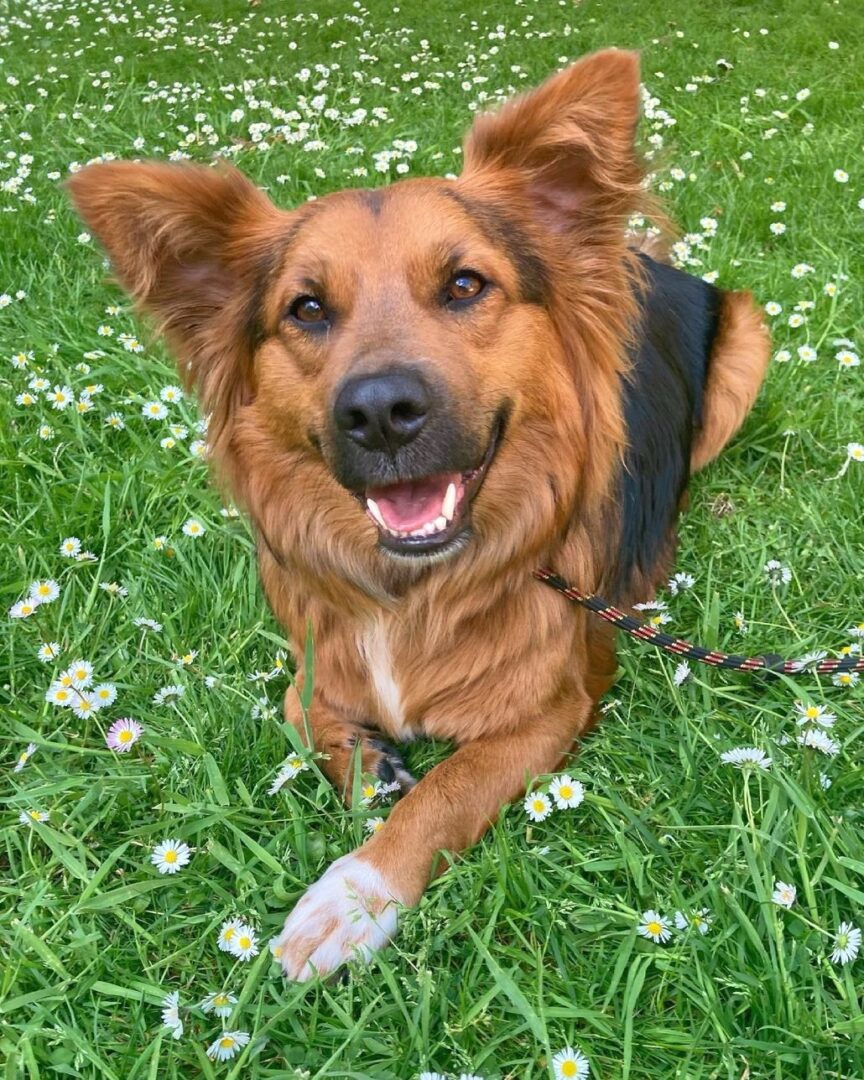 German Shepherd Mixes: 40 Gorgeous GSD Crossbreeds!