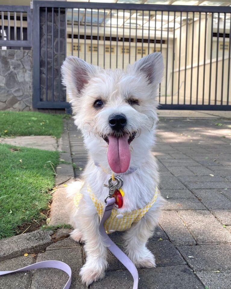 Maltese Mixes: 41 Different Maltese Crossbreeds You'll Love