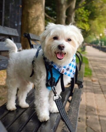 Maltese Mixes: 41 Different Maltese Crossbreeds You'll Love