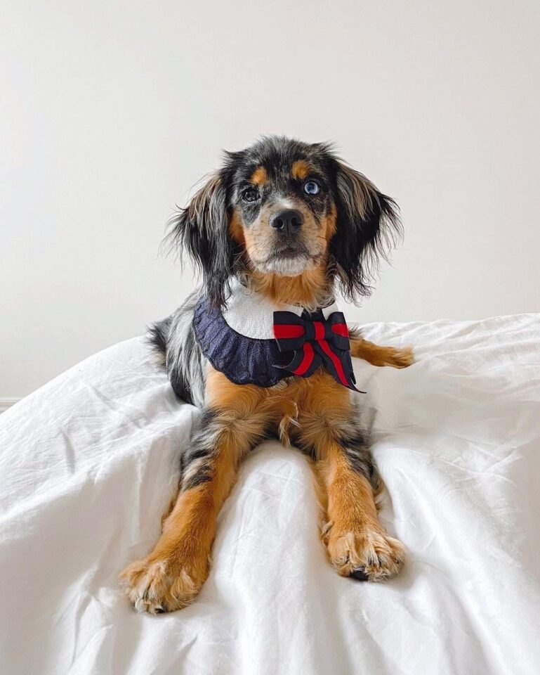 Australian Shepherd Mixes: 48 Aussie Crossbreeds You'll Love!