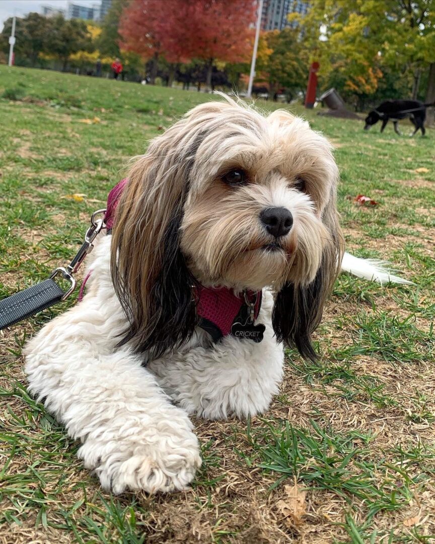 36 Cutest Cavalier King Charles Spaniel Mixes (With Pictures!)