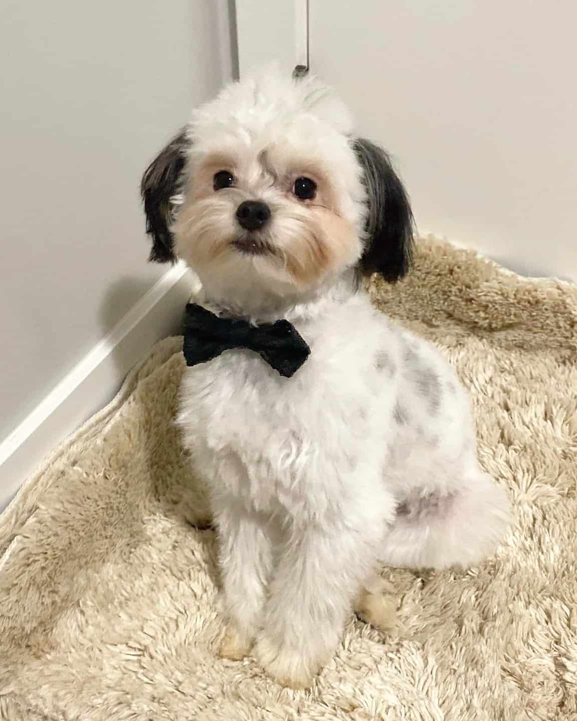 Maltese Mixes: 41 Different Maltese Crossbreeds You'll Love