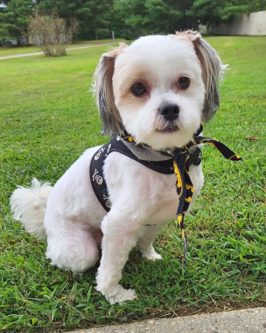 Shih Tzu Mixes: 42 Charming Crossbreeds (With Pictures!)
