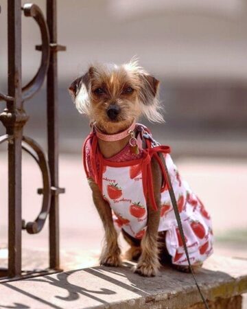 Dachshund Mixes: 46 Adorable Doxie Crossbreeds You'll Love!