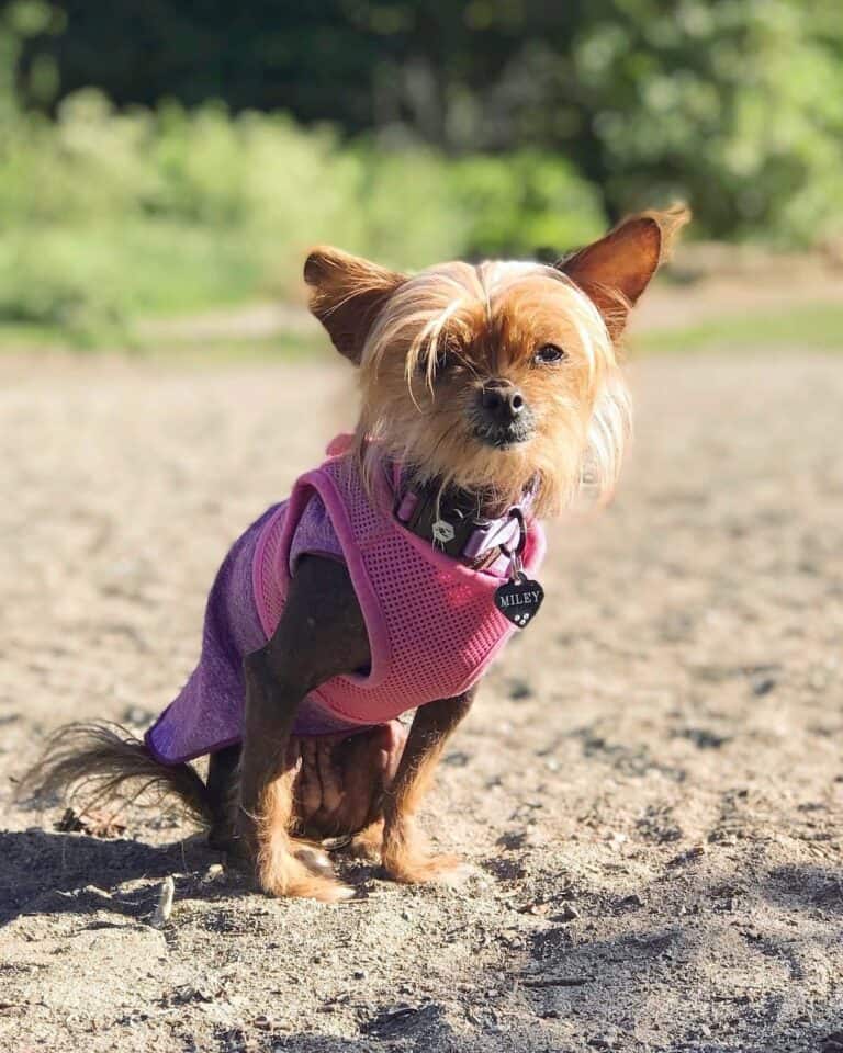 Yorkie Mixes: 40 Cutest Yorkshire Terrier Mixes (With Pictures)