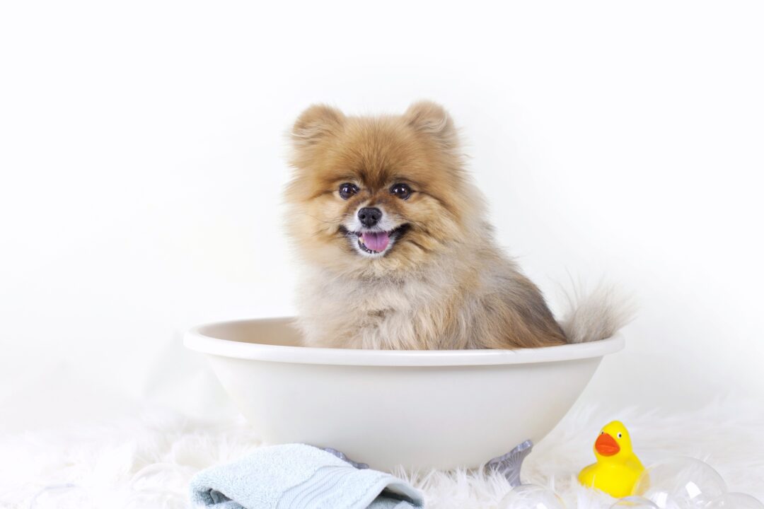 31 Best Teddy Bear Dog Breeds to Keep as Pets (With Pictures)