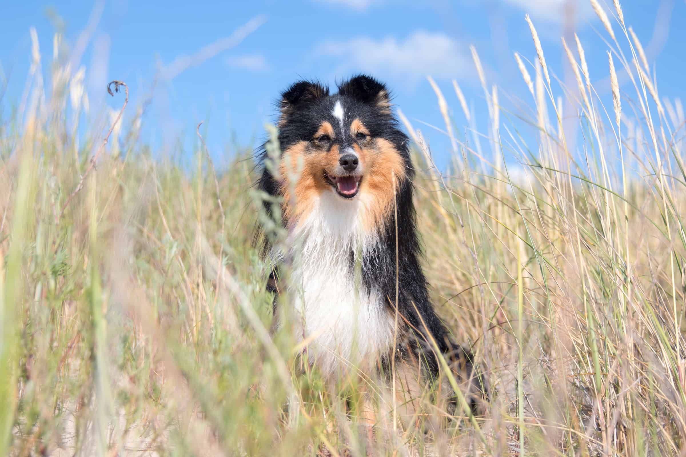 41 Tricolor Dog Breeds: Black, Brown & White (With Pictures!)